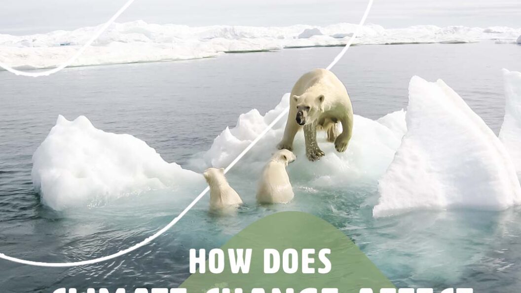 How Does Climate Change Affect the Environment?