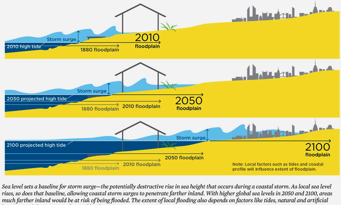 How Does Rising Sea Levels Affect Marine Life? Exploring the Impact of ...