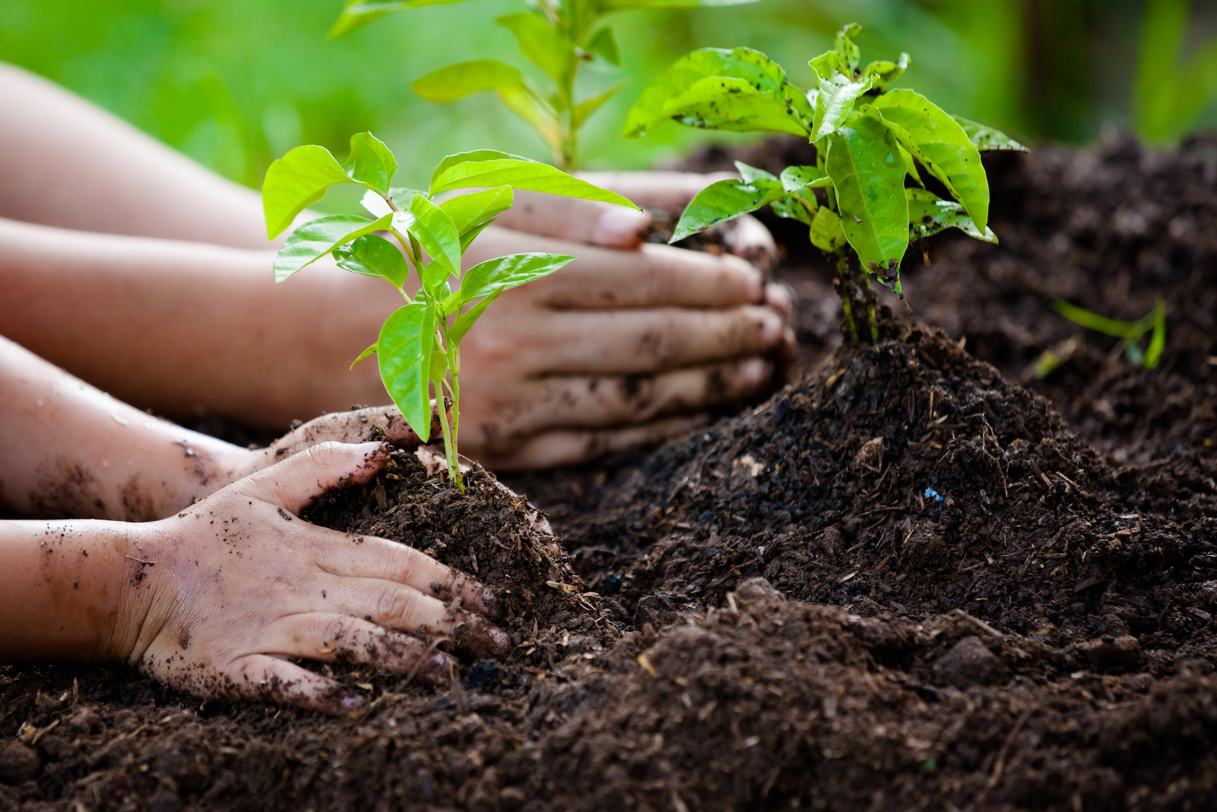 How Planting Trees Cools the Earth: A Natural Climate Solution
