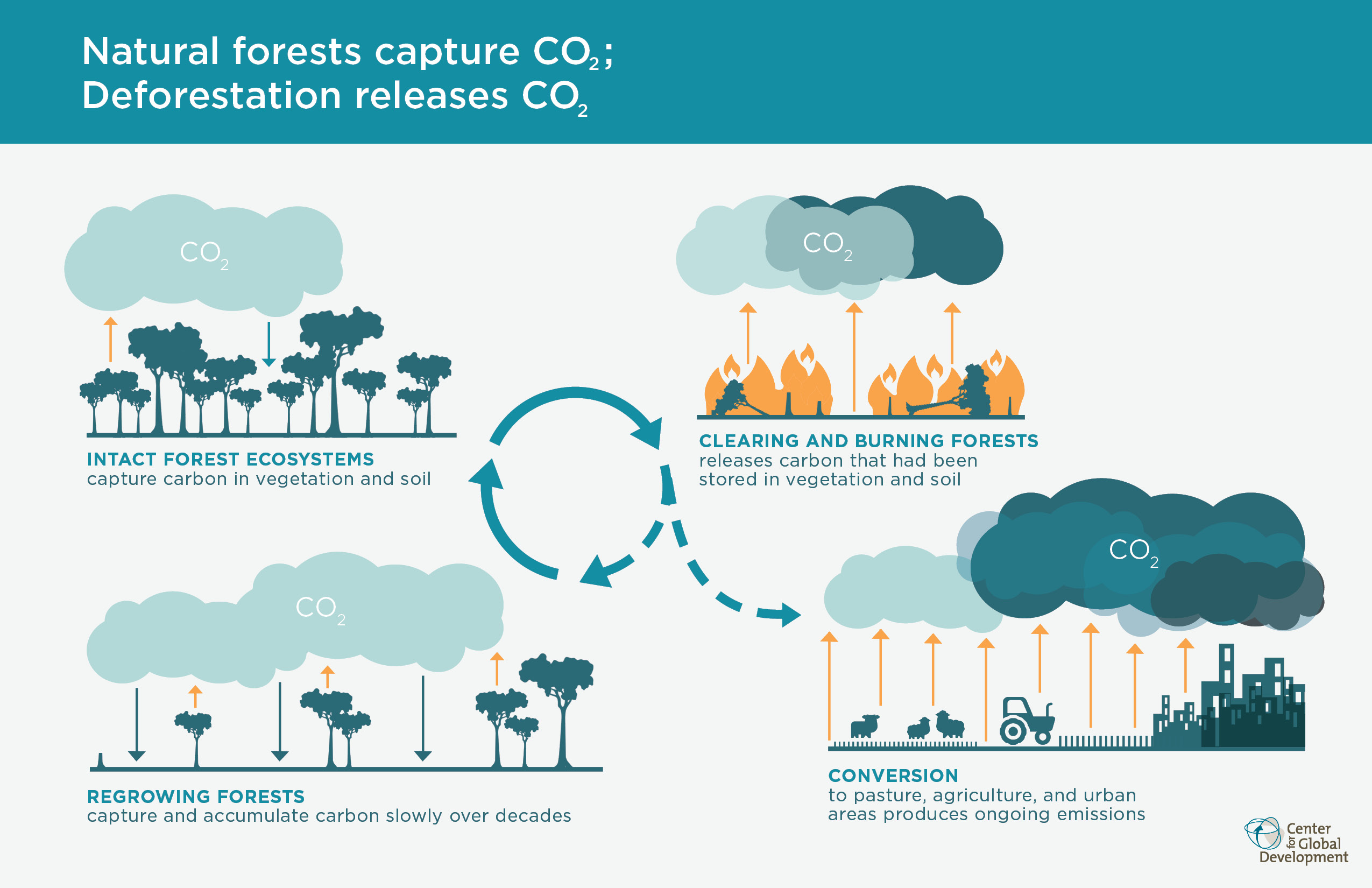 How Climate Change and Deforestation Fuel One Another