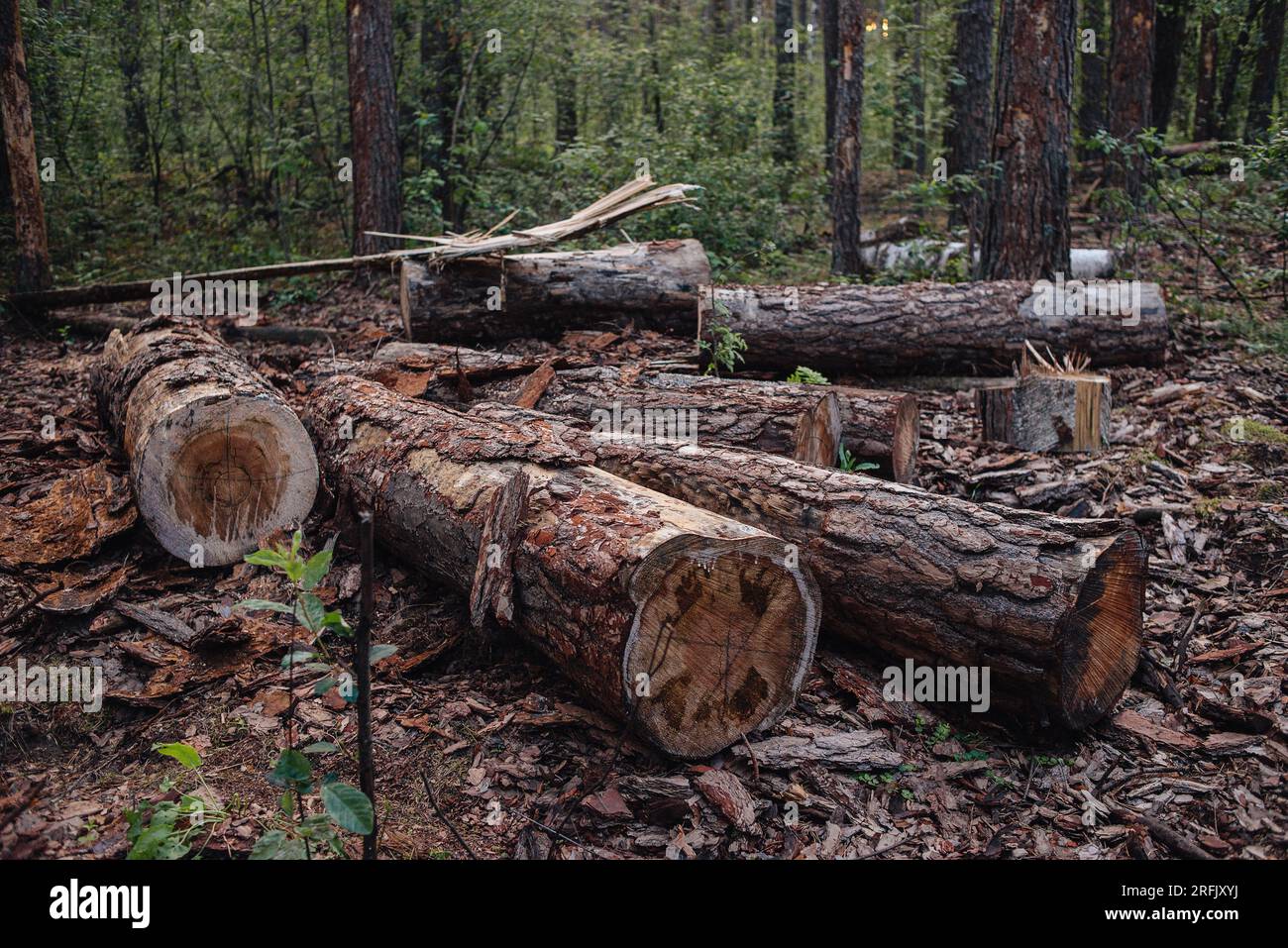 How Cutting Trees Heats the Earth: The Climate-Deforestation Link