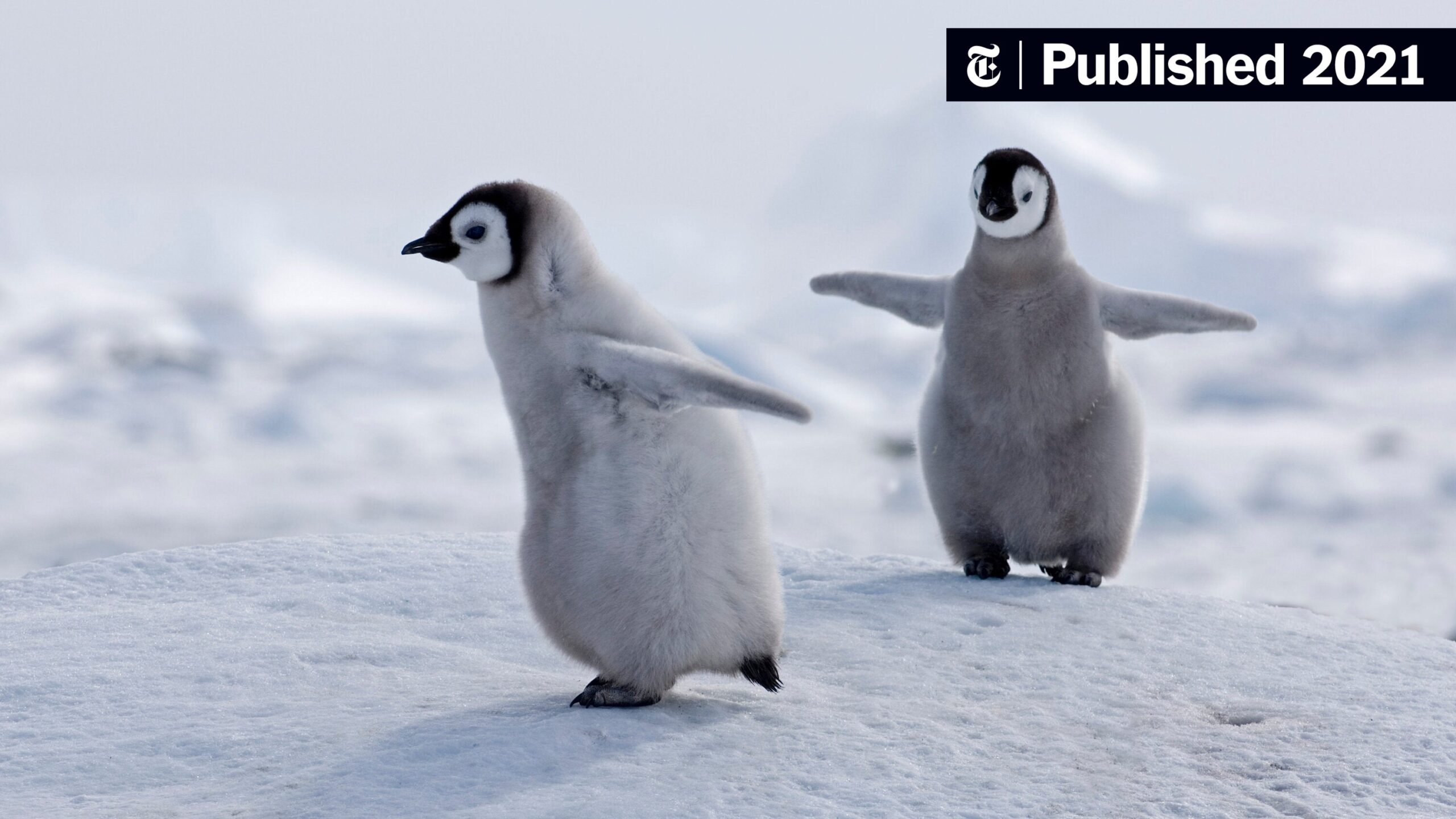 Antarctic Alarm: How Emperor Penguins Are Affected by Climate Change