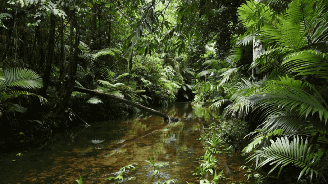 What’s the Climate Like in a Rainforest? Always Wet Rarely Boring