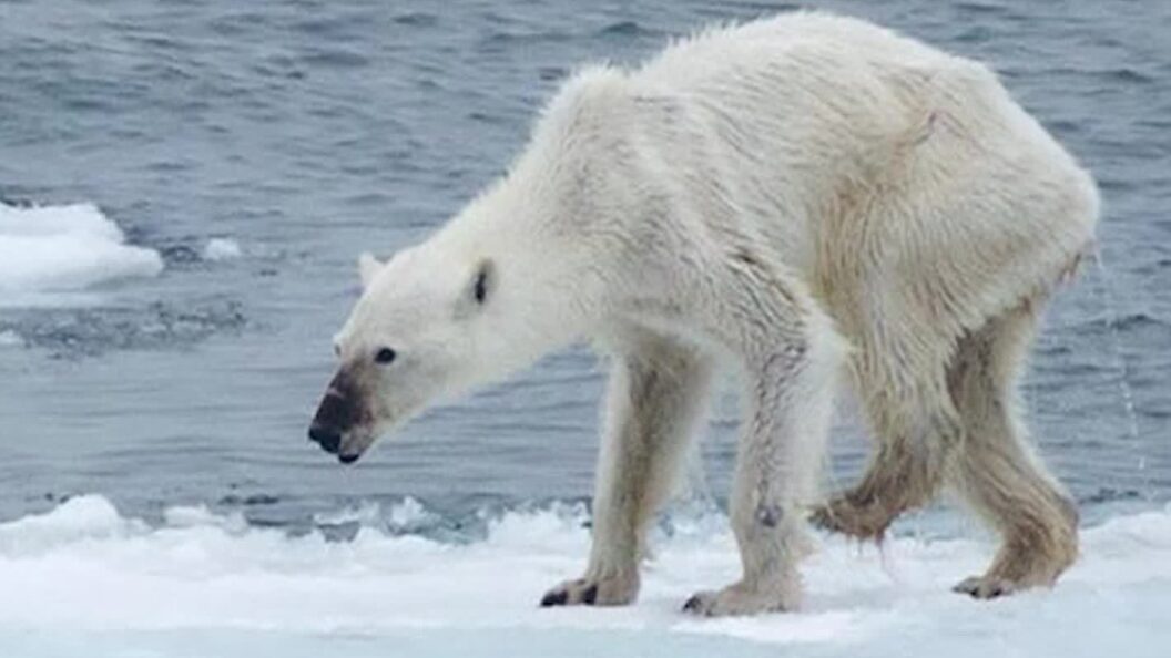 Polar Bears to People: Who Suffers Most from Climate Change?