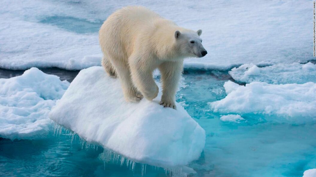 Are Polar Bears Going Extinct Because of Global Warming?