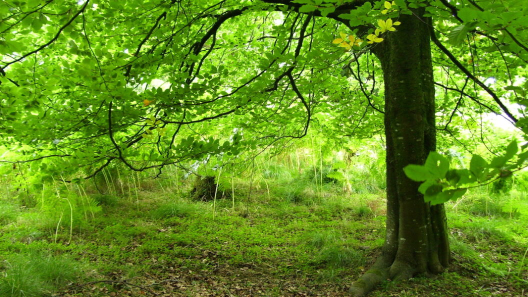 What Is the Climate of Temperate Deciduous Forests? Four Distinct ...