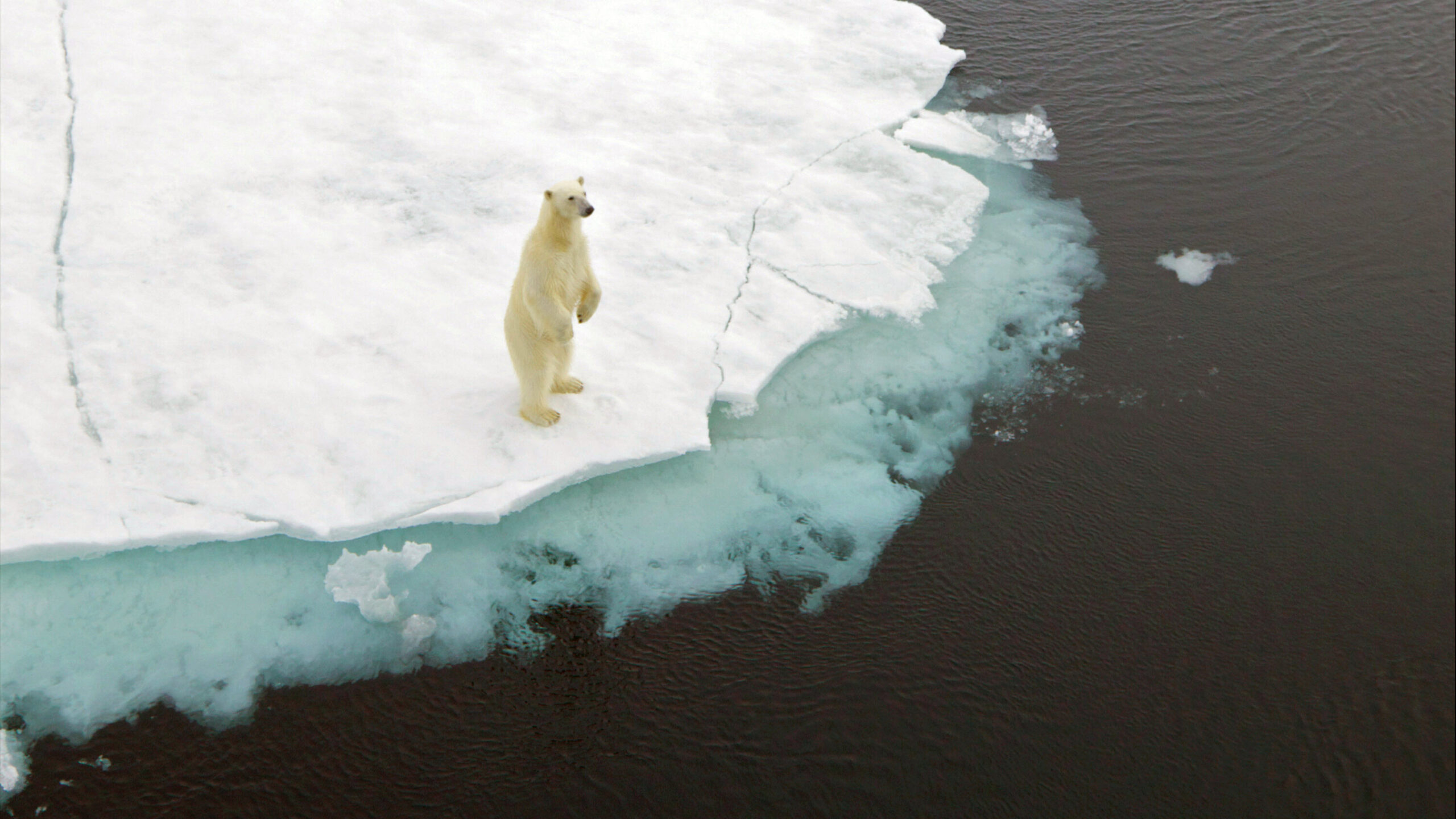 How Are Animals Affected by Climate Change? From Ice Caps to Jungles
