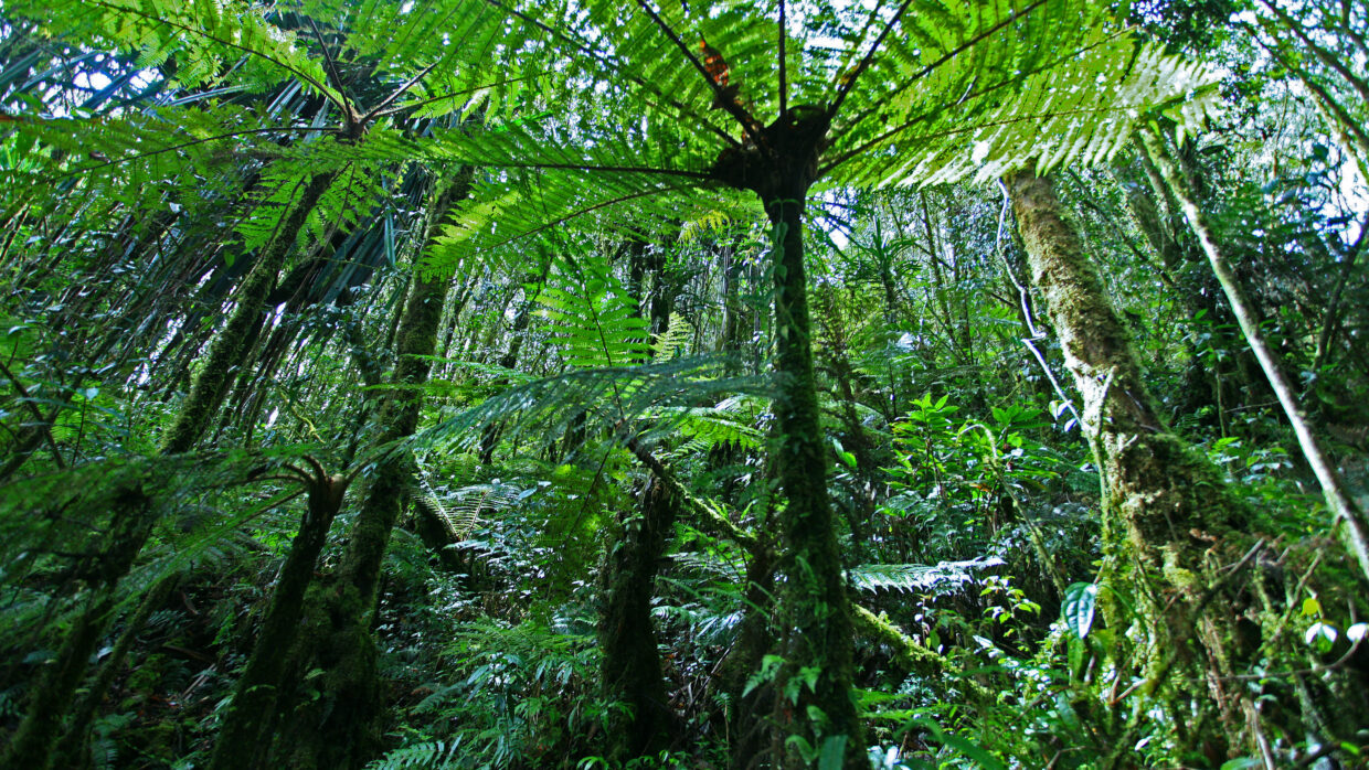 What Is Forest Climate? The Weather That Nourishes the Woods