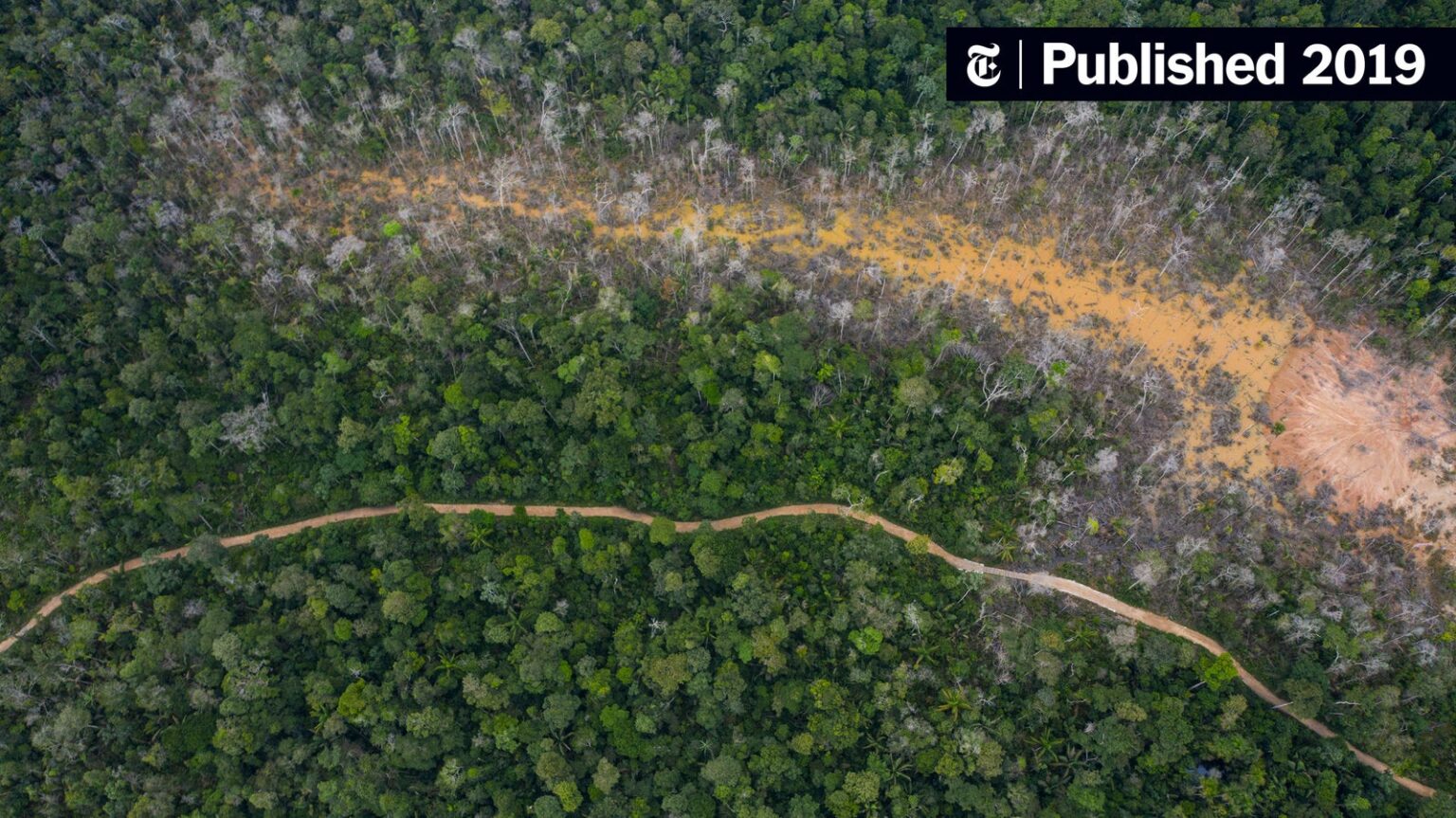 Are Vegetation and Forests Nature’s Answer to Climate Change?