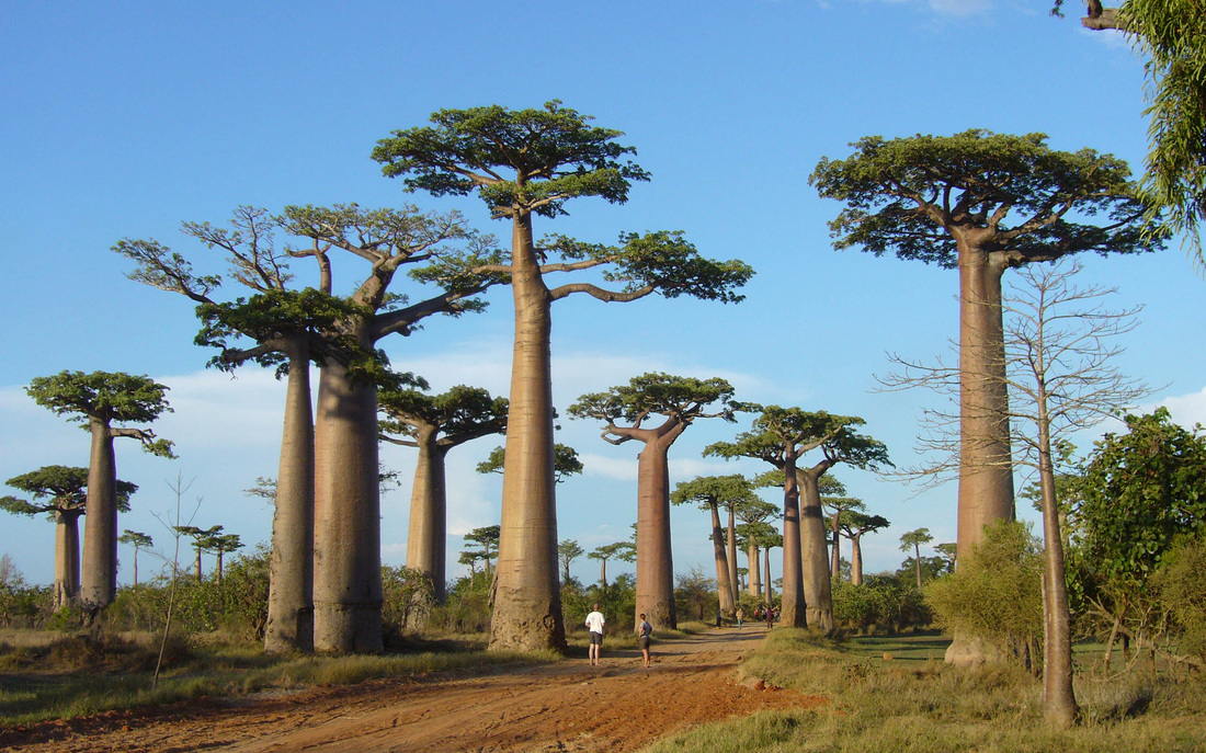 What Is the Climate in Madagascar? Island Diversity with Seasonal Mystery