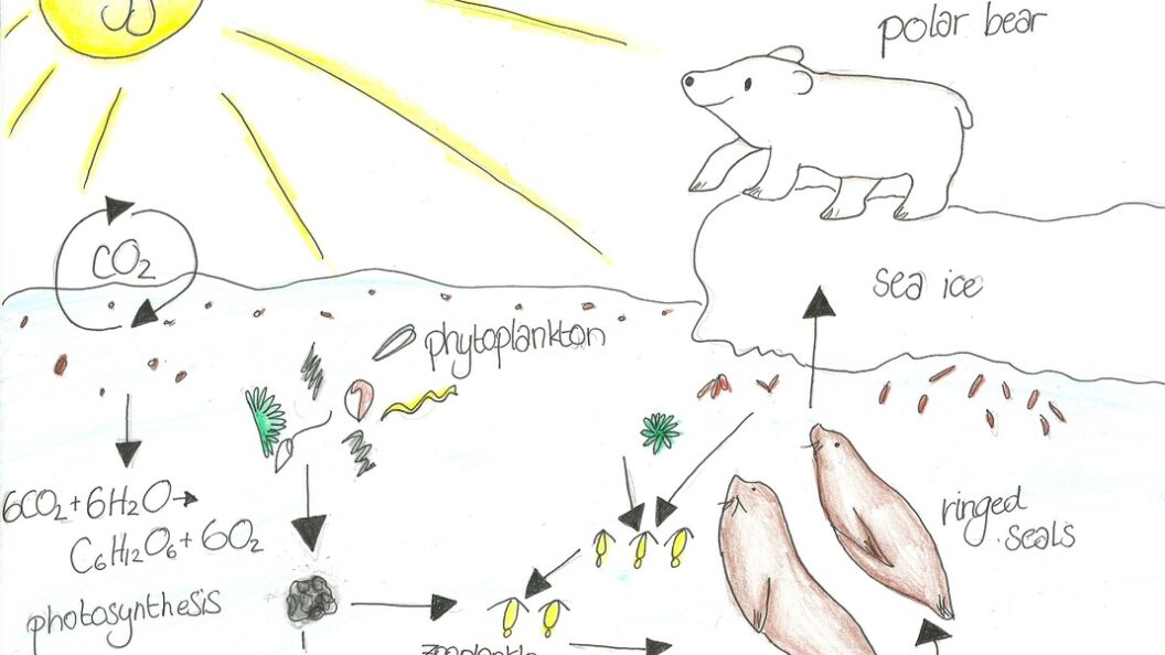 How Can We Help Animals Affected by Global Warming? Saving Our Planet’s ...