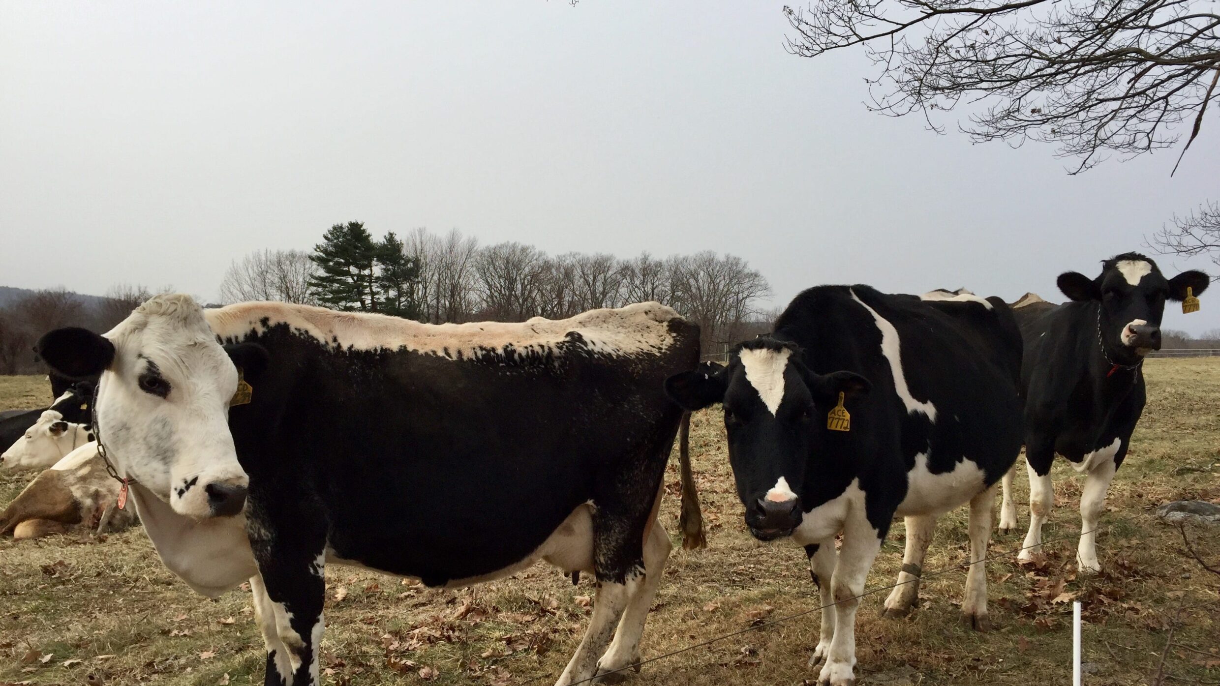 Have Cow Farts Been Scientifically Linked to Global Warming?