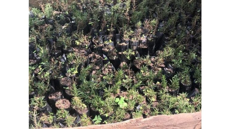 Does Planting Trees Really Help with Global Warming? Nature’s Climate ...