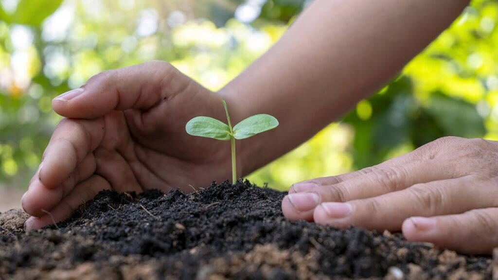 Does Planting Trees Really Help with Climate Change? Nature’s Best Defense