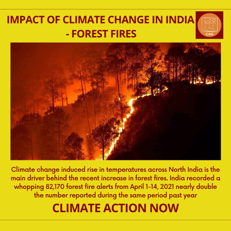 Are Forest Fires a Symptom of Climate Change?