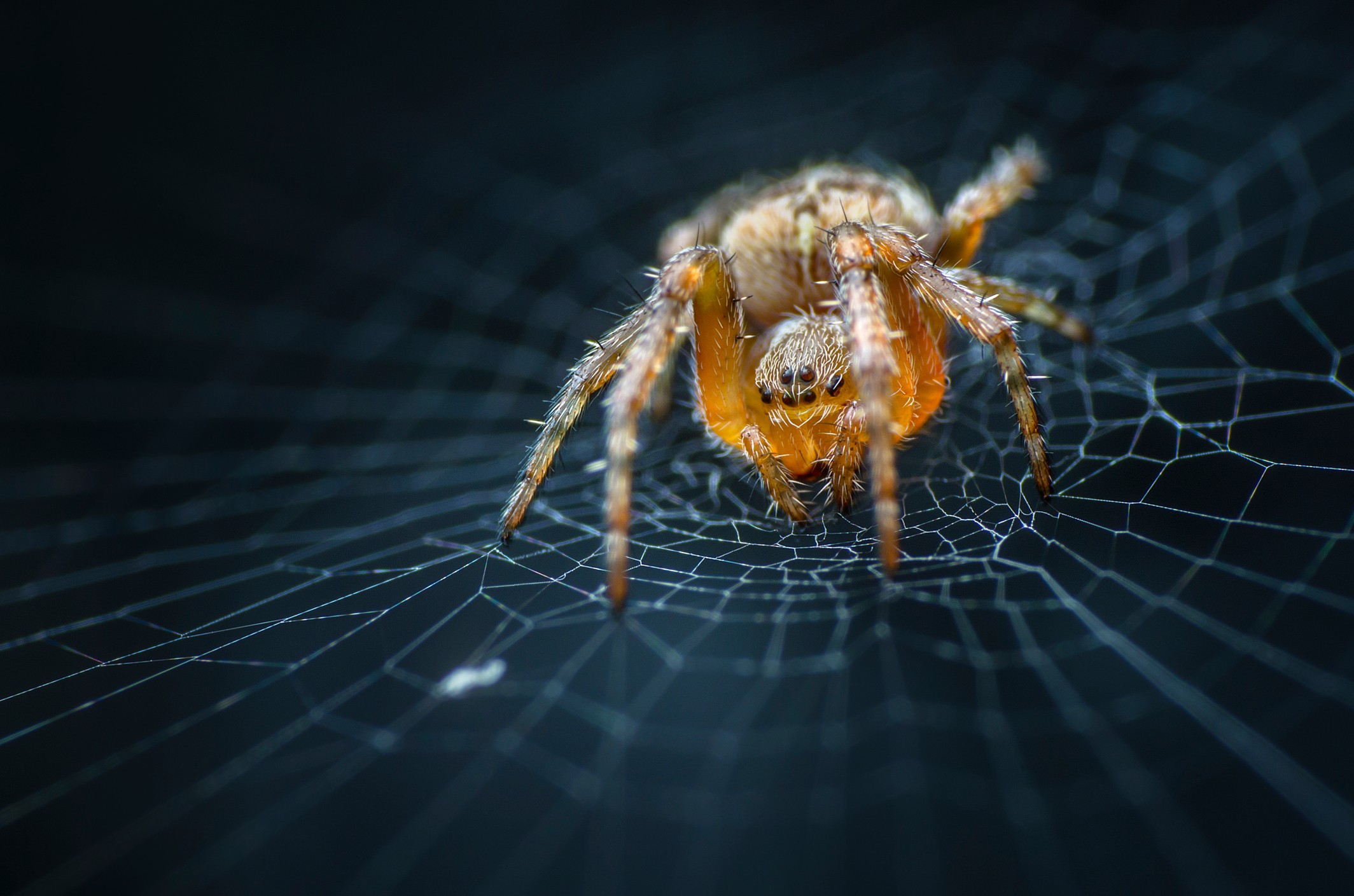 Do Spiders Conserve Energy While Hanging Out on Their Webs?