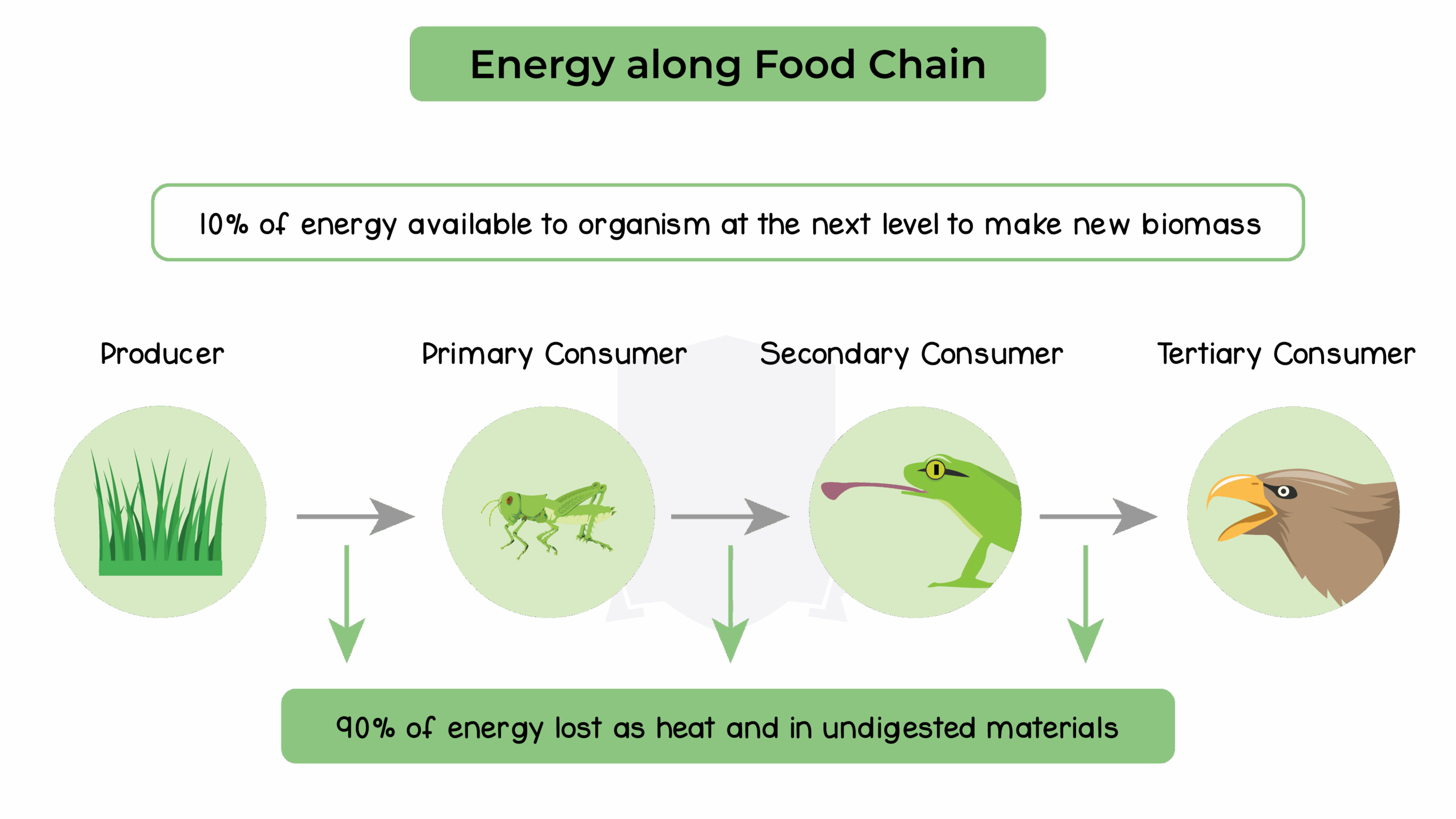 Is Energy Conserved in a Food Chain or Lost as Heat?
