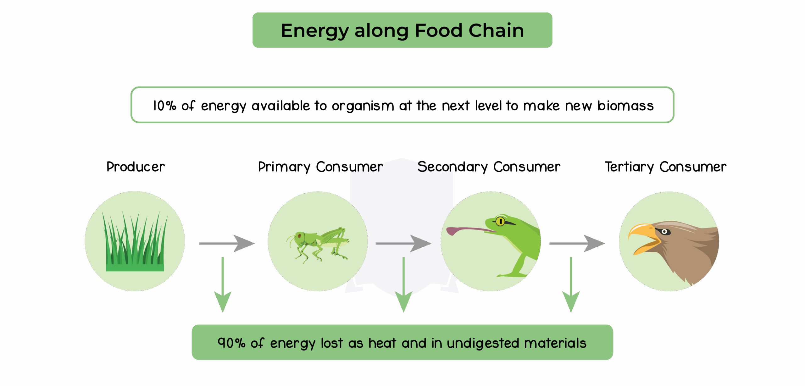 Is Energy Conserved in a Food Chain or Lost as Heat?