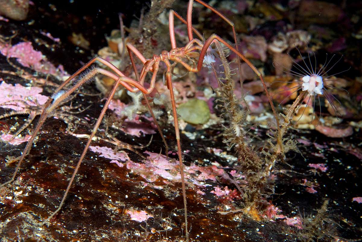 How Does a Sea Spider Conserve Energy? Nature’s Tiny Survivor
