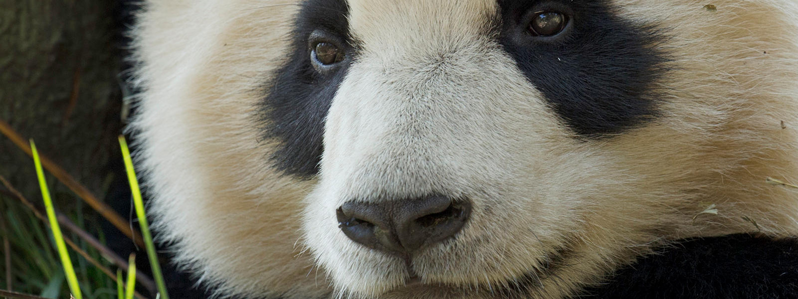 Pandas on Thin Ice: The Climate Threat to Giant Pandas