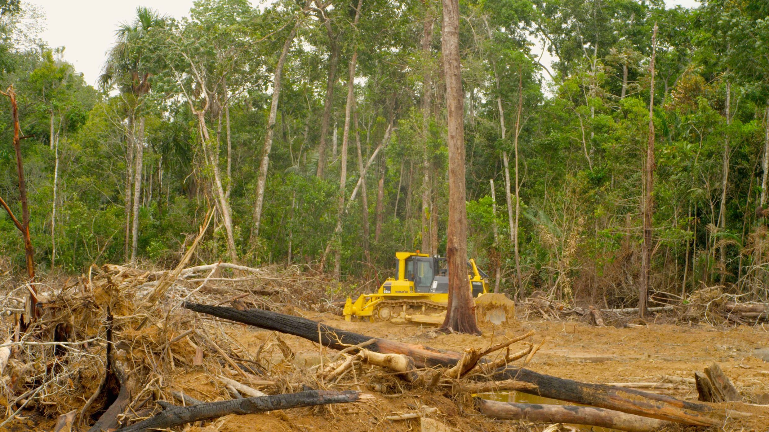 Rainforests Under Threat: Global Warming's Impact on Earth's Green Lungs