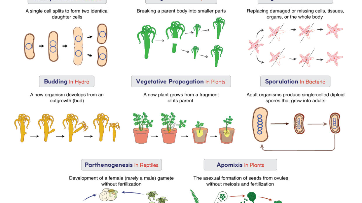The Science of Survival: Understanding Asexual Reproduction in a ...