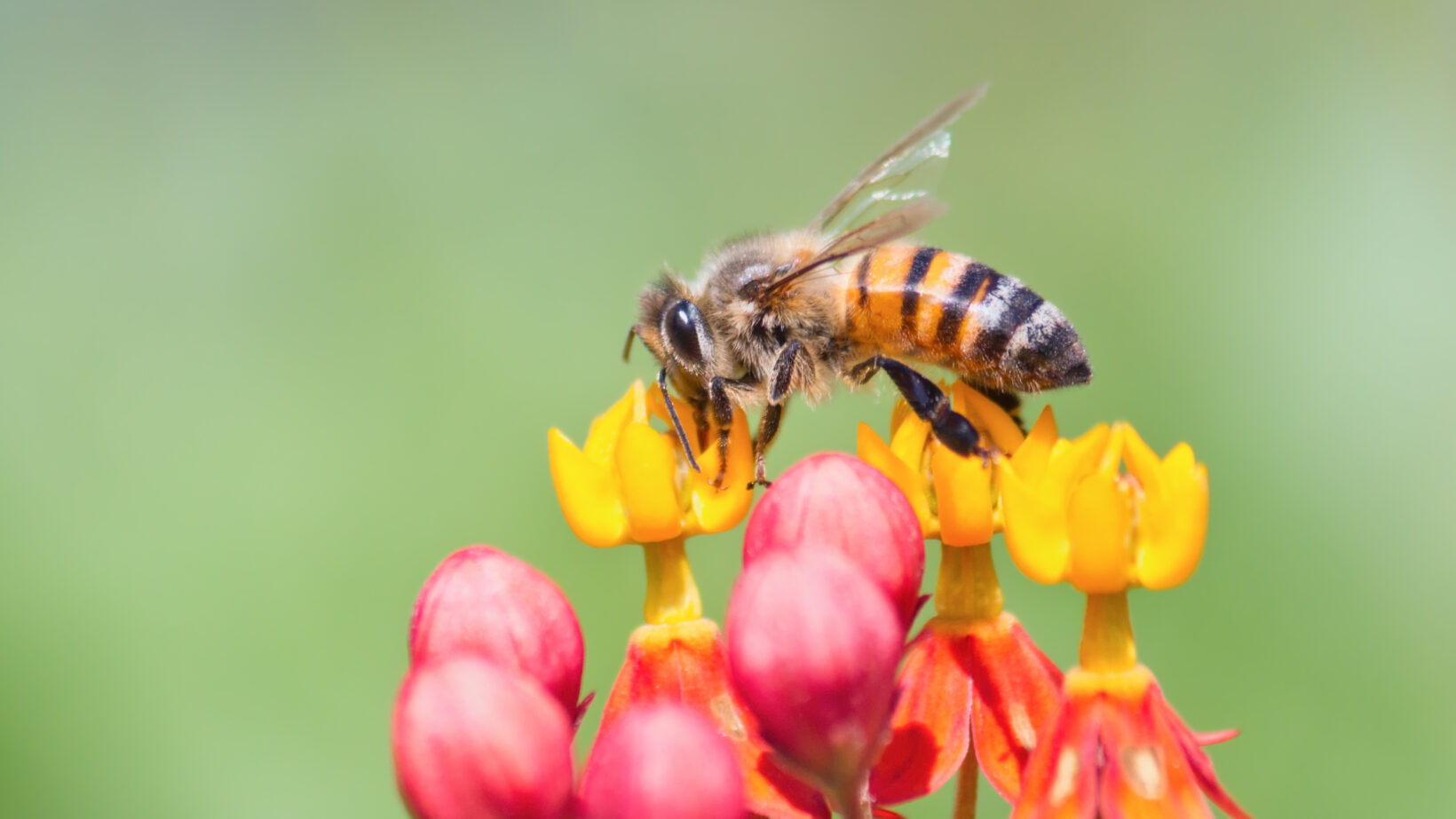 Pollination in Peril: How Global Warming Threatens a Vital Natural Process