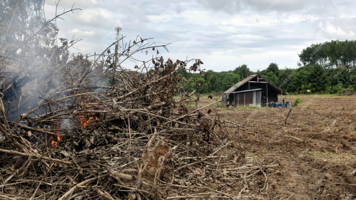 Why Burning Trees and Rainforests Worsens Global Warming