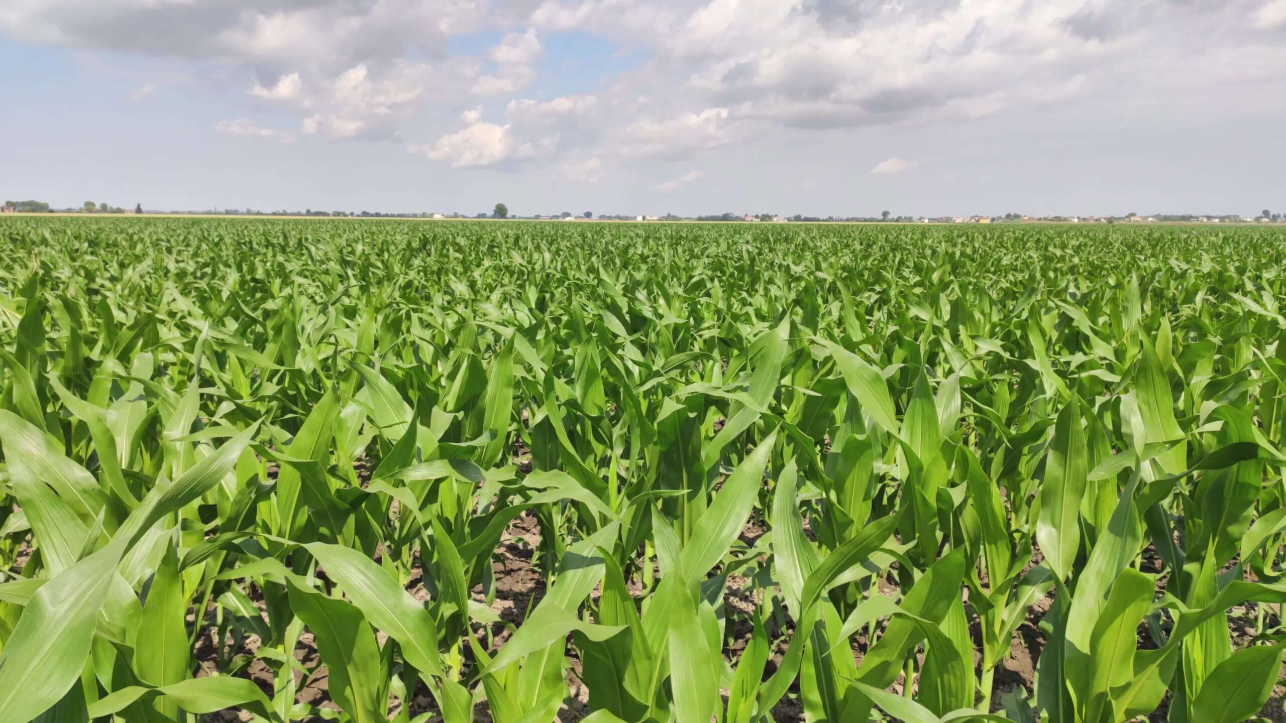 Corn Cultivation Secrets: Best Climate and Growing Conditions