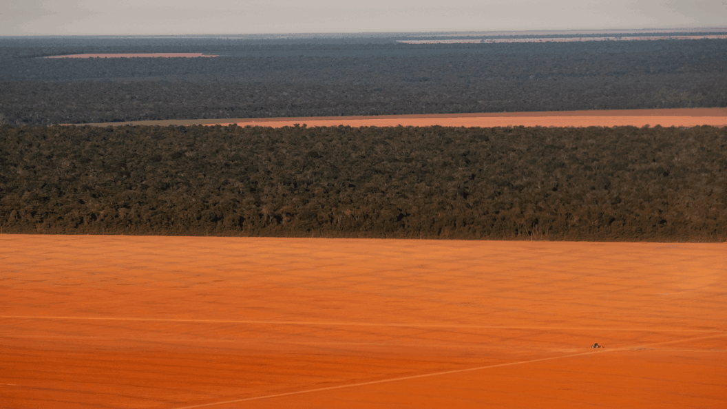 Is Deforestation a Cause of Climate Change? The Forest Factor