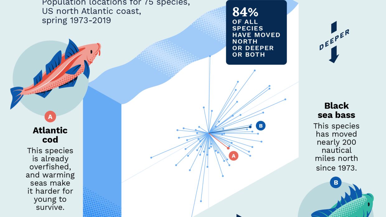 Coastal Creatures in Peril: How Rising Temperatures Affect Marine Life