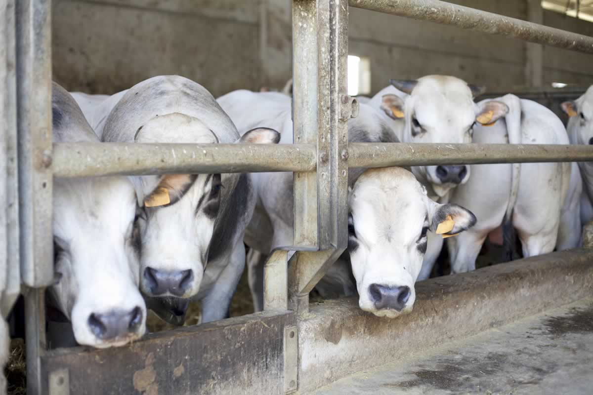 Is the Animal Food Industry Fueling Climate Change?