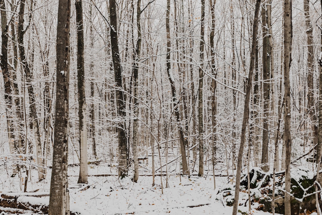 What Is Subarctic Climate? Harsh Winters and Short Summers