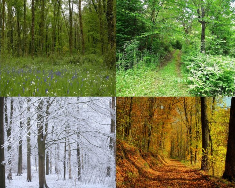 What Is Temperate Forest Climate? Seasons of Growth and Change