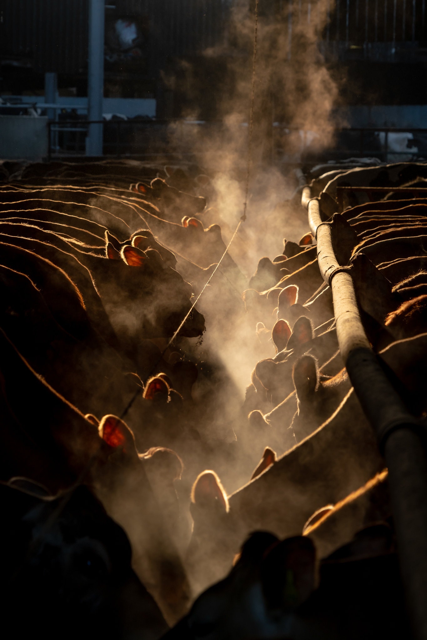 Does Cow Flatulence Really Contribute to Global Warming? The Methane ...