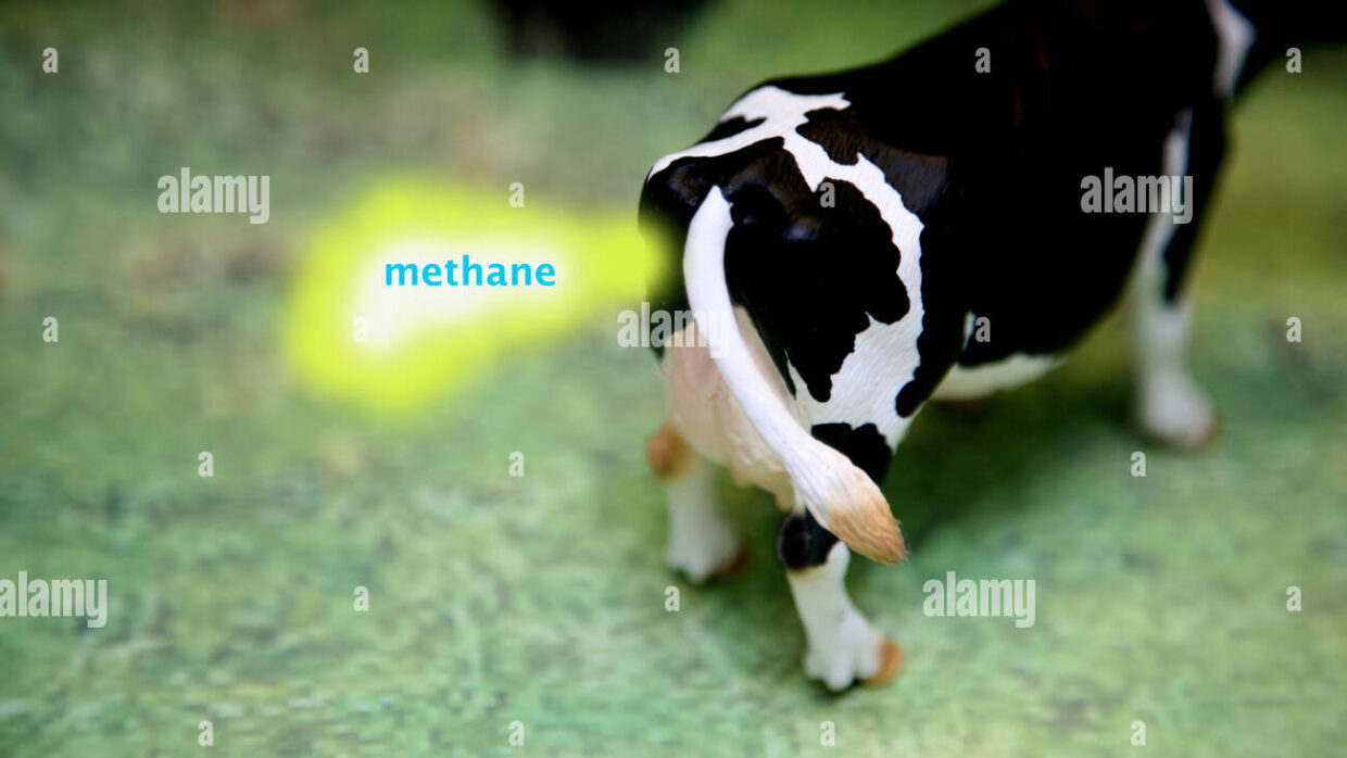 How Can Cows Impact Global Warming? The Methane Factor Explained