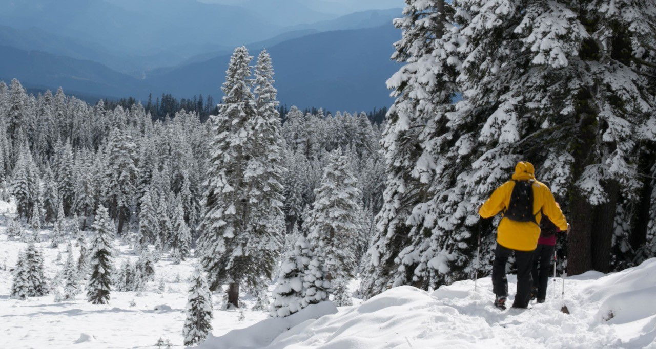 How Do Some Animals Conserve Energy During Winter? Survival Tactics ...