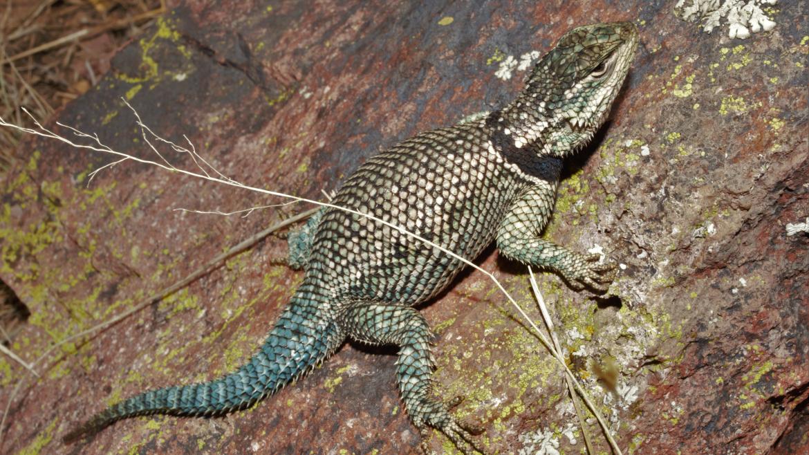 Global Warming and Extinction: Are Animals Coping or Vanishing?