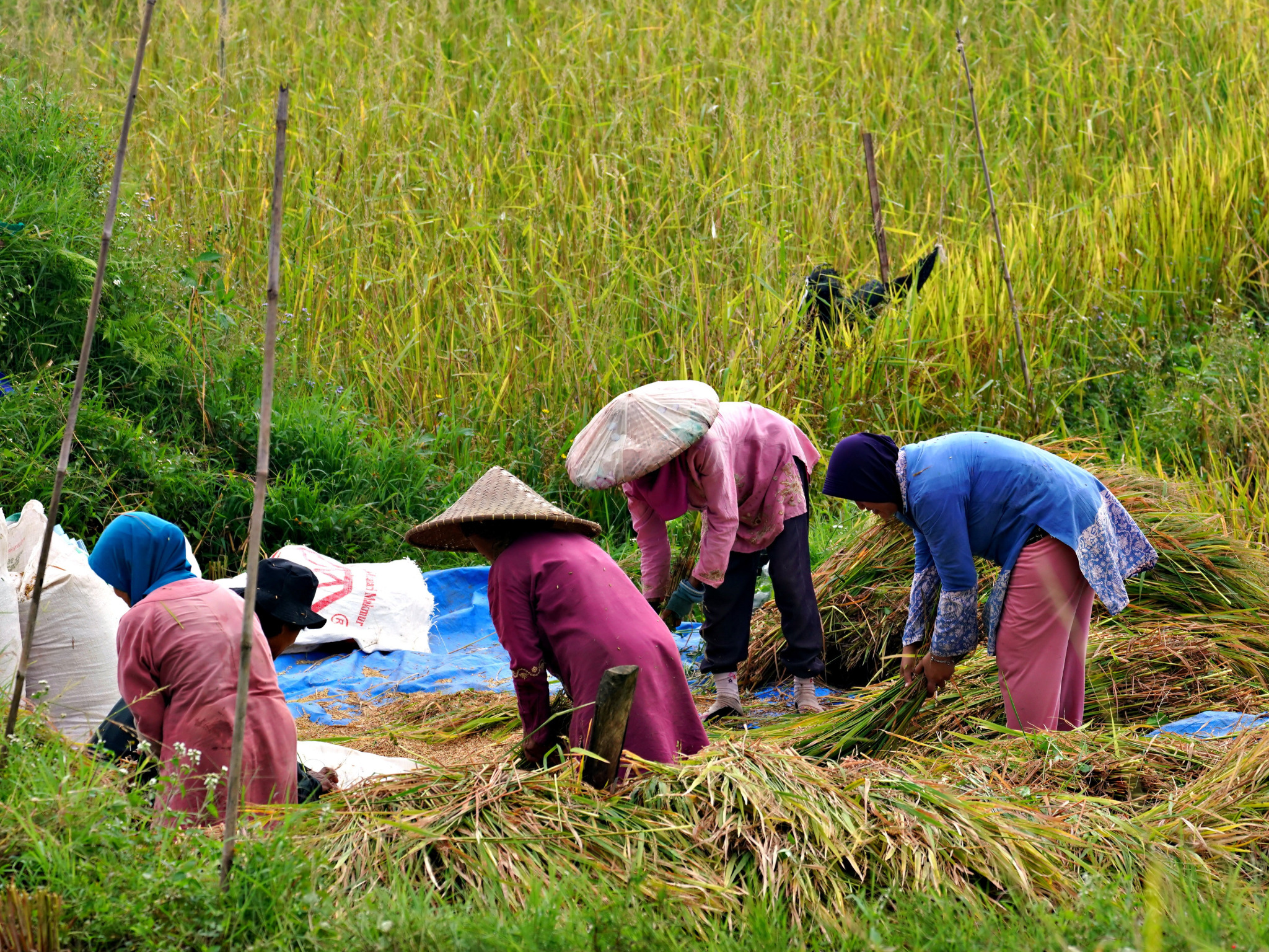 Supporting Local Saving the Planet: Small Farmers Big Climate Impact