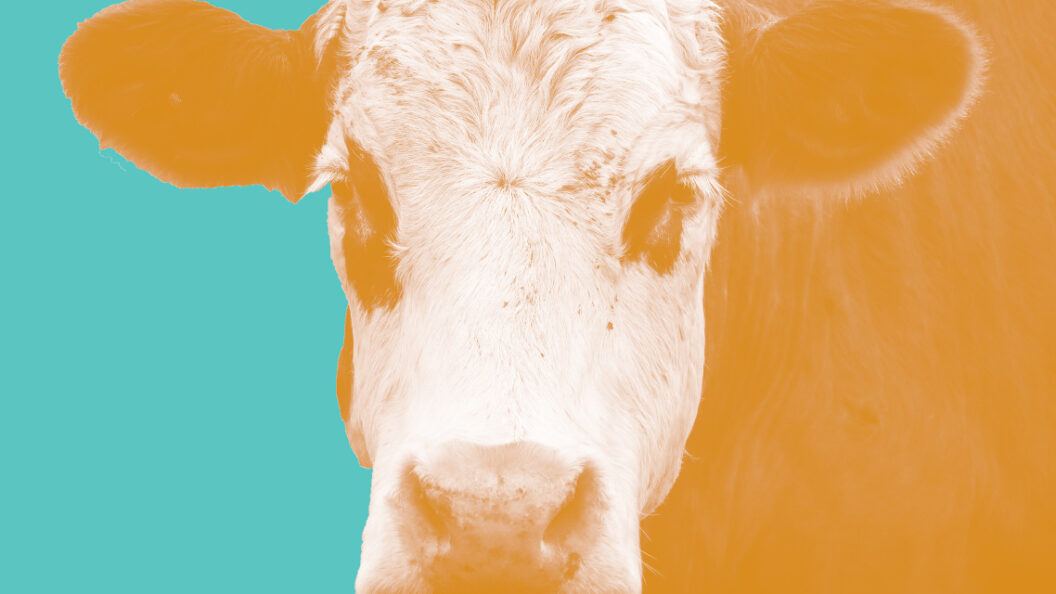 Cow Farts Burps & Global Warming: What’s the Real Story?