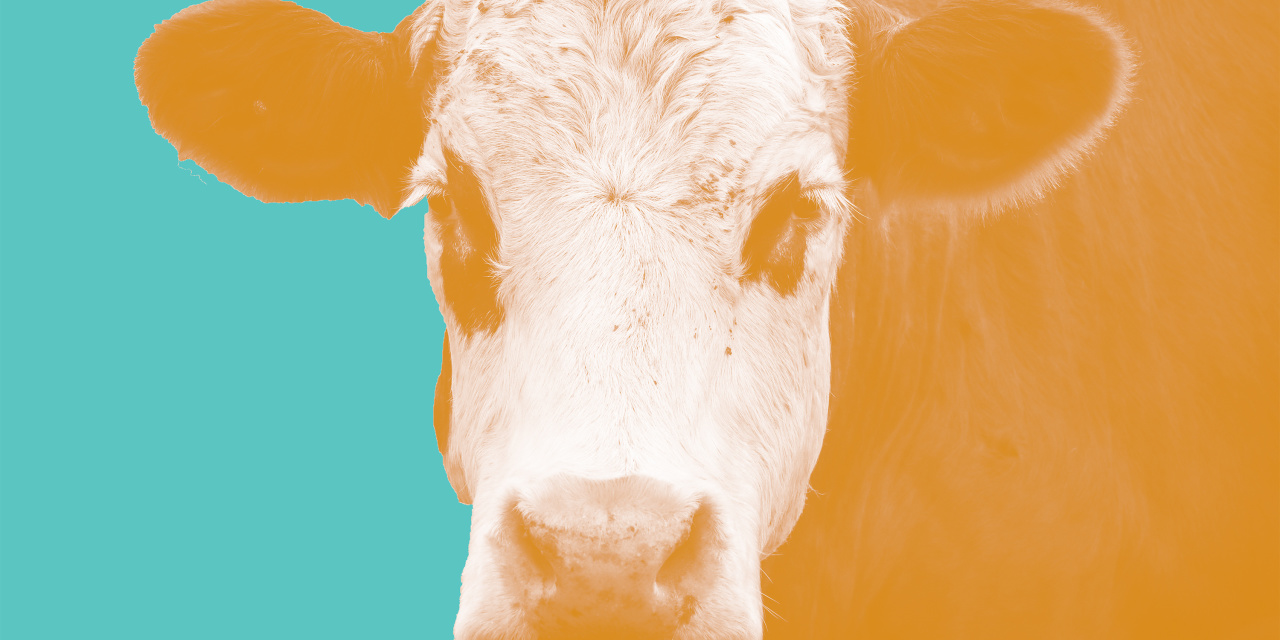 Cow Farts Burps & Global Warming: What’s the Real Story?