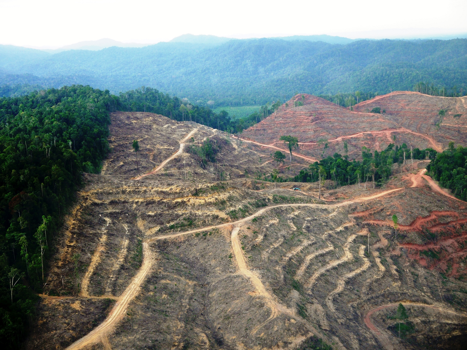 From Biodiversity Loss to Disease: The Ripple Effect of Deforestation ...