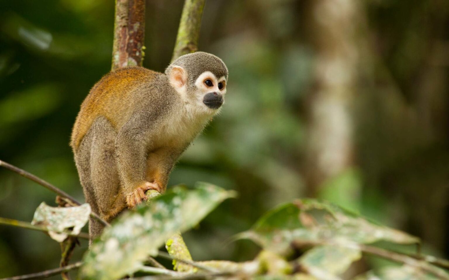 What Is Ecuador’s Climate? From Andes Mountains to Amazon Rainforest