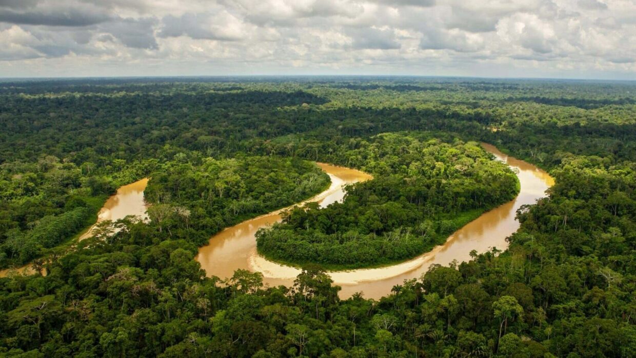 Biggest Animal in the Amazon Rainforest: Size Habitat and Facts