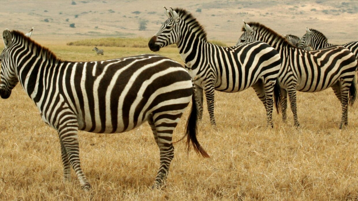 Animals Going Extinct in 2026: Endangered Species Watchlist