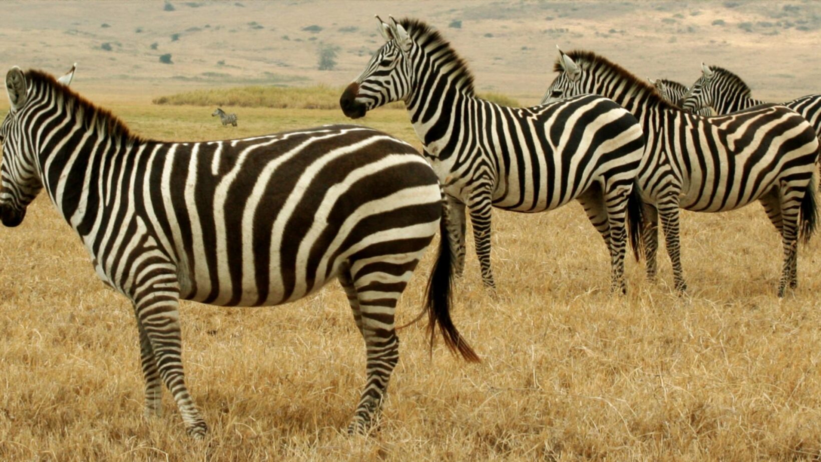 Climate Graph for the Tropical Rainforest: Data and Interpretation