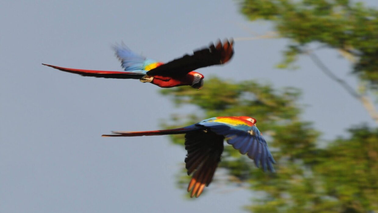 Blue Macaw Endangerment Sanctuary Location and Conservation Efforts