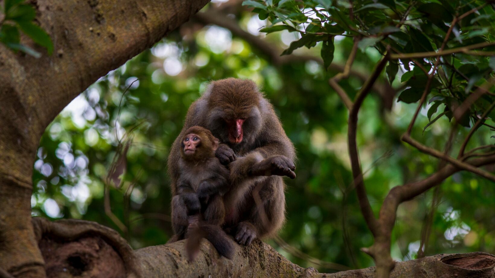 Cute Animals in the Amazon Rainforest You’ll Love