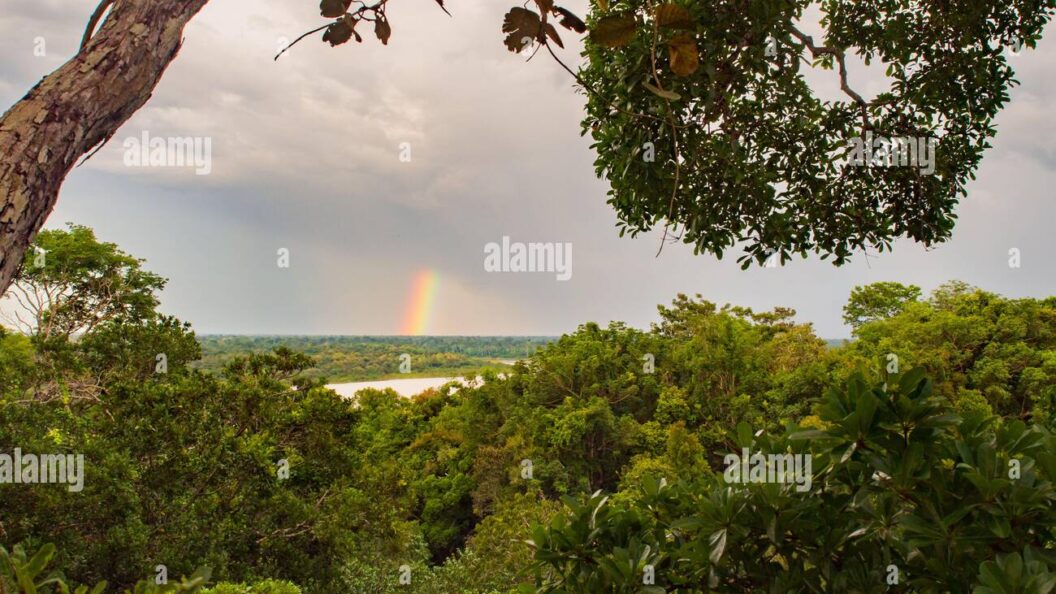 Why the Amazon Rainforest Is Called the Lungs of the World