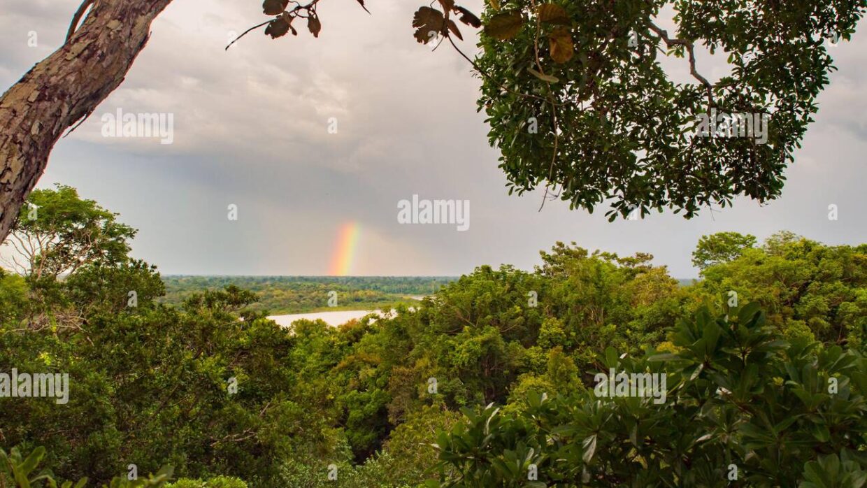 Why the Amazon Rainforest Is Called the Lungs of the World